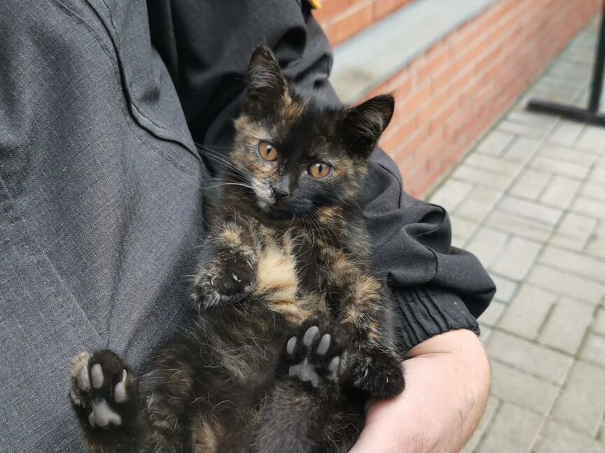 Добрая игривая кошечка(котёнок), в добрые руки