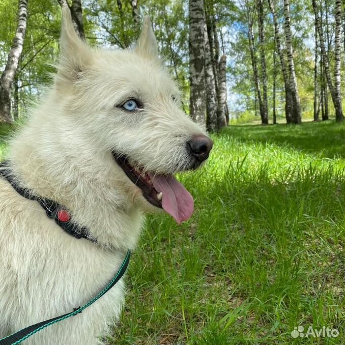 Аляска ищет дом