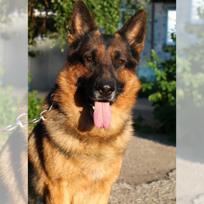 Немецкая овчарка, вязка