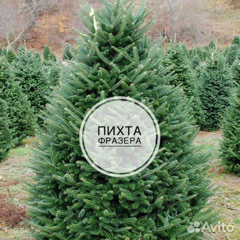 Пихта фразера 125-150 см купить в Москве | Товары для дома и дачи | Авито