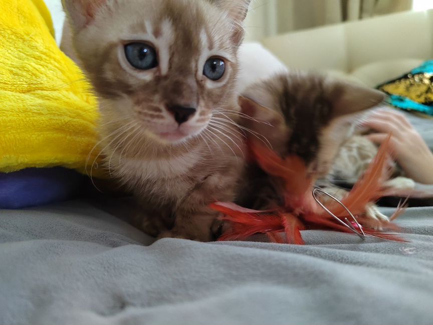 Бенгальские малыши