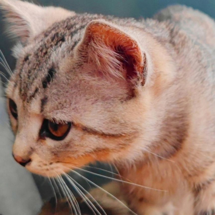 Кошаньчик котенок
