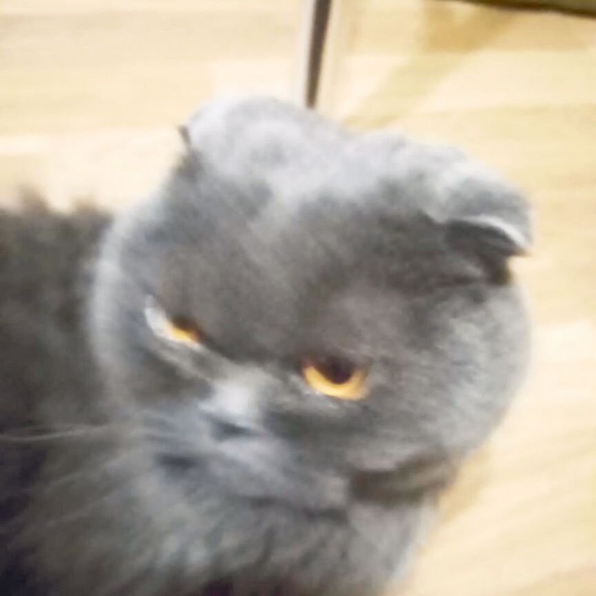 Животное,кот