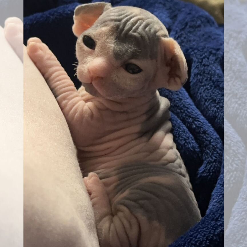 Канадский сфинкс котёнок