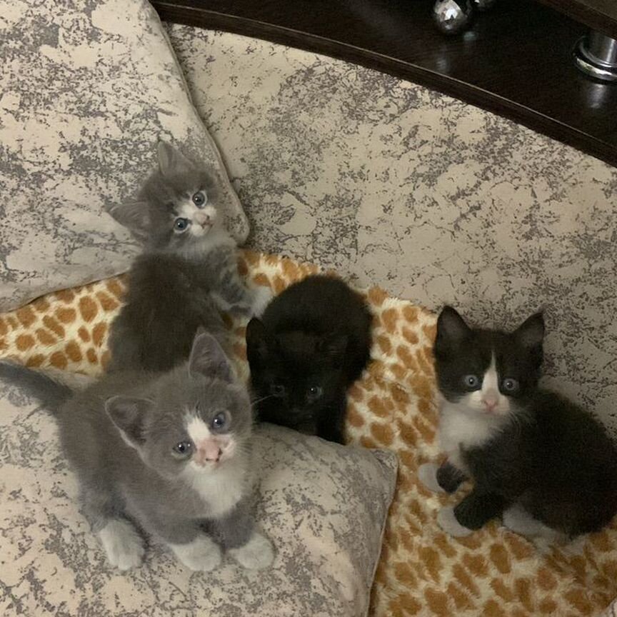 Маленькие пушистики