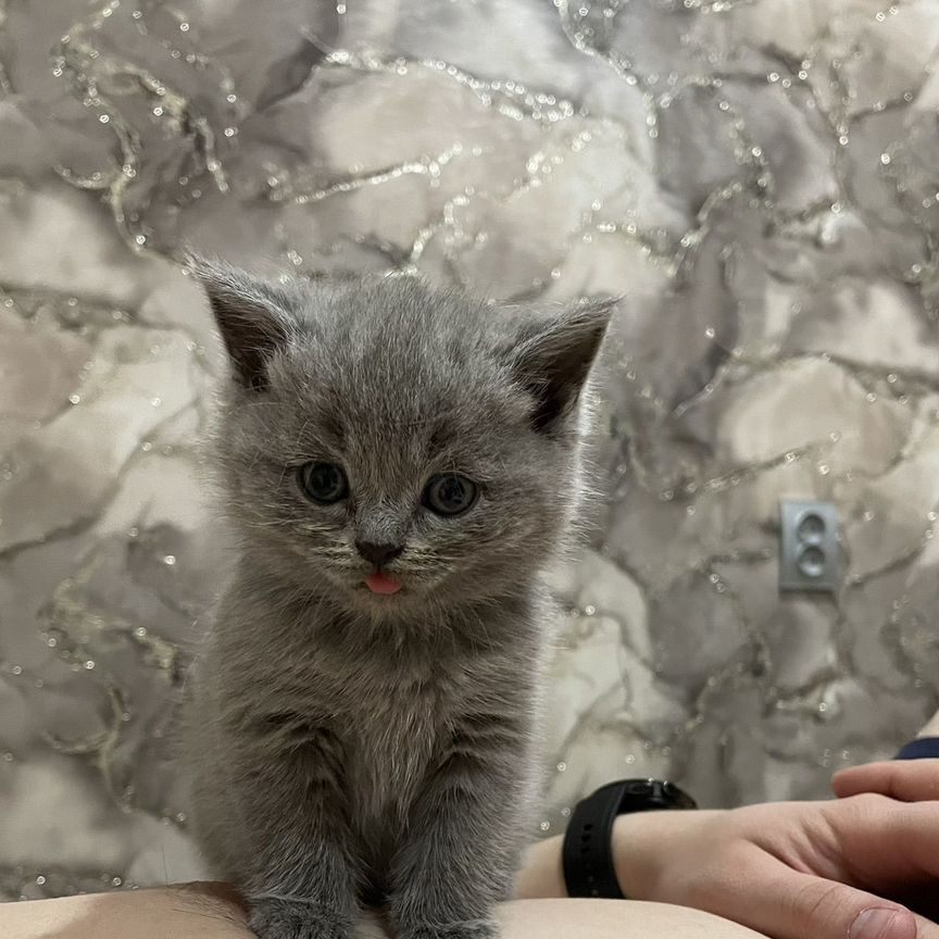 Шотландские вислоухие котята