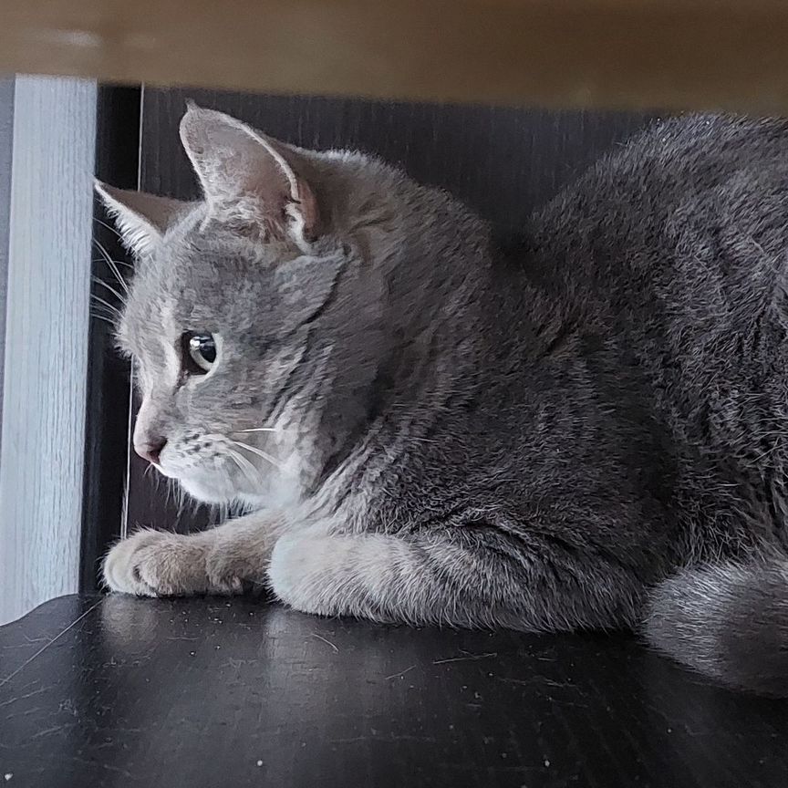 Грустный котик