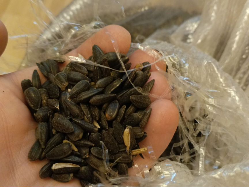 Семечки подсолнечника сырые