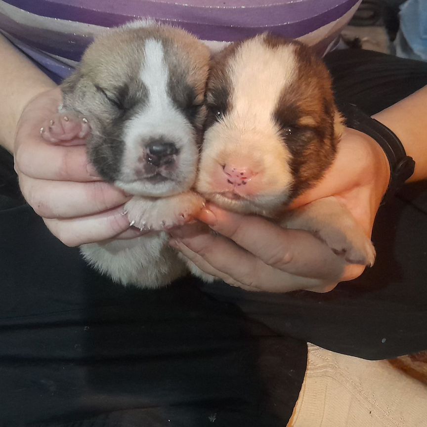 Щенки сао алабай