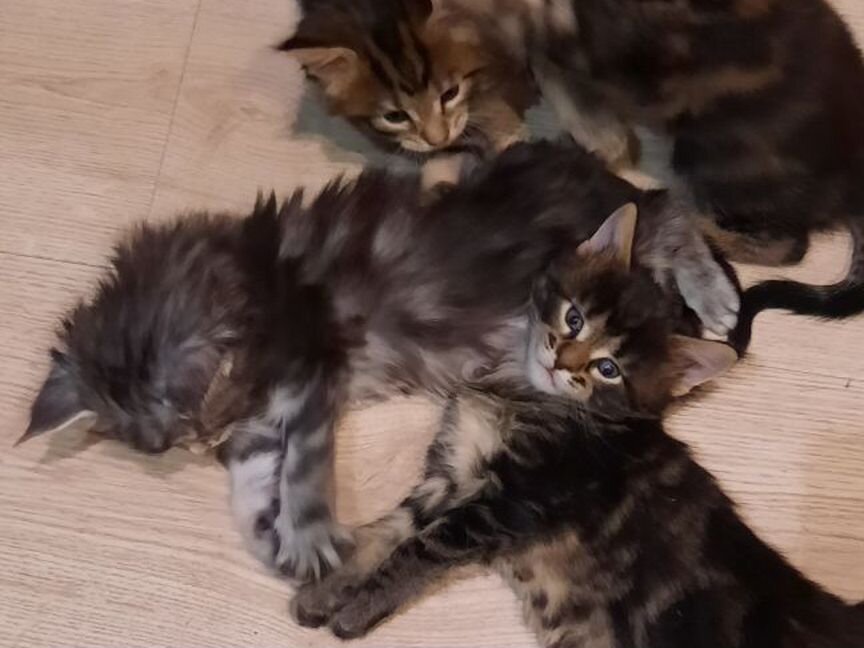 Котята мейн-кун
