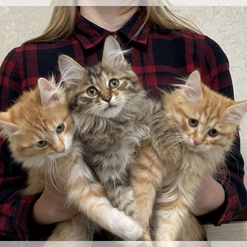 Курильский бобтейл длинношёрстный котёнок