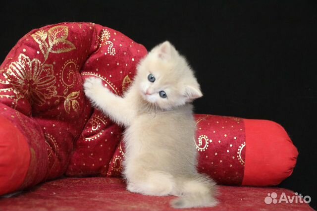 Британская золотая шиншилла ay 12