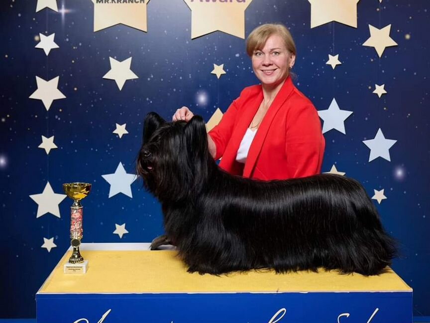 Щенки скай терьера