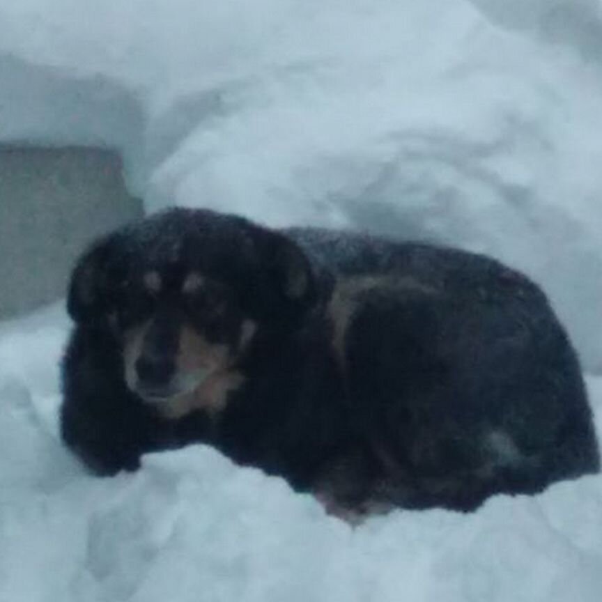 Взрослый пёс в добрые руки