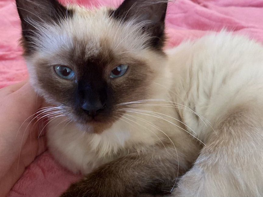 Сиамский кот