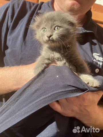 Котенок, девочка