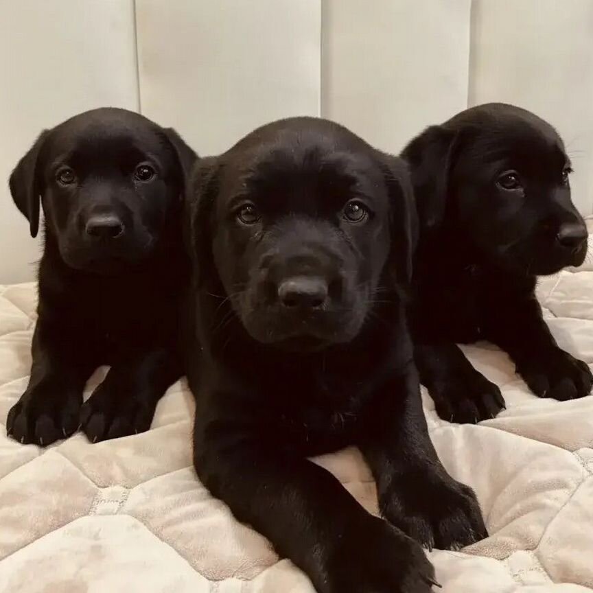 Лабрадор-ретривер, щенок