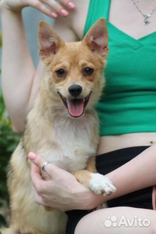 Минипес в добрые руки