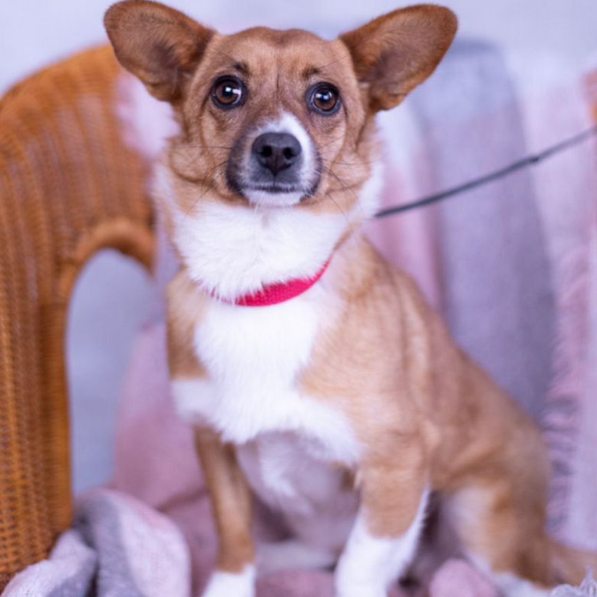 Взрослая собака в добрые руки