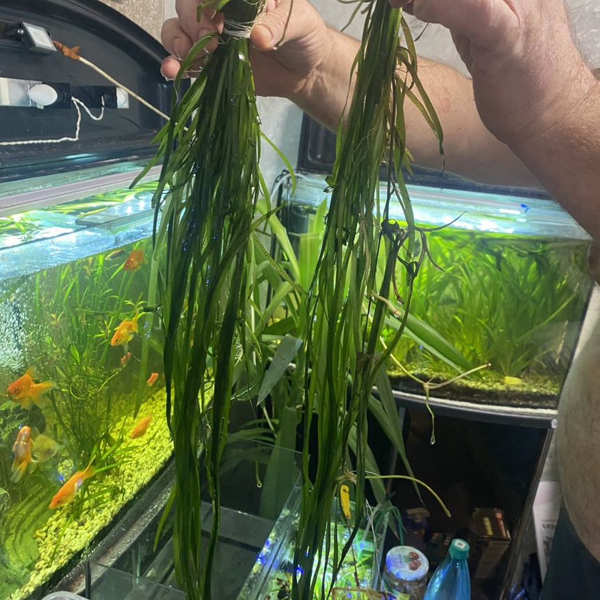 Трава для аквариума (Валистинерия)