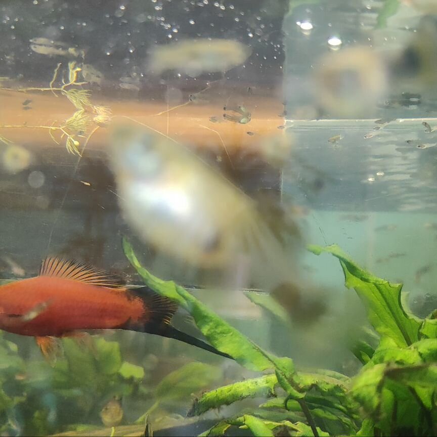 Все мальки за шоколадку