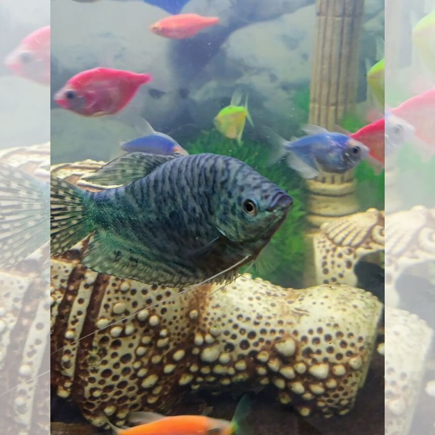 Аквариумные рыбки