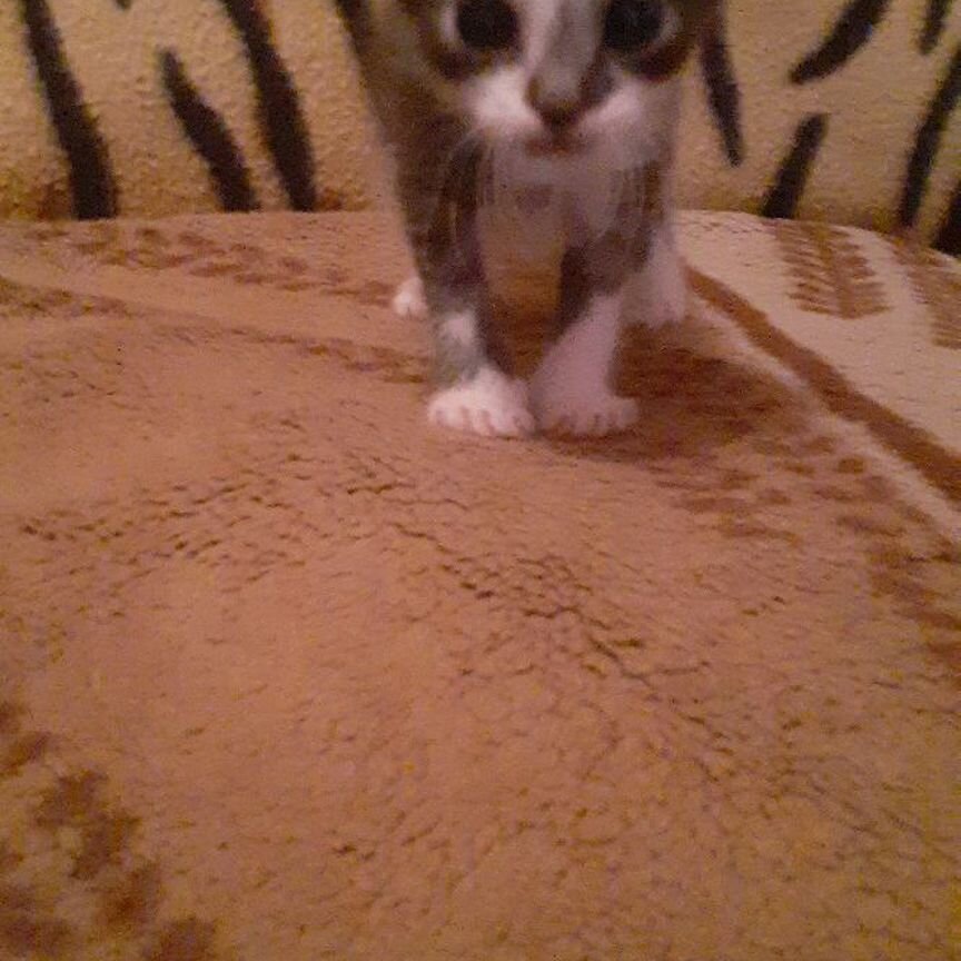 Кот, 3месяца