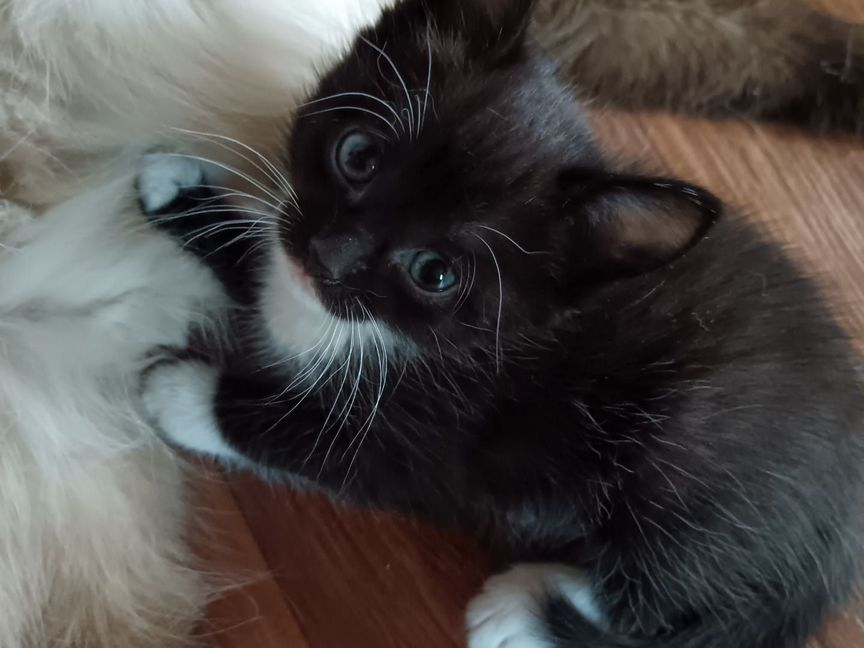 Котенок