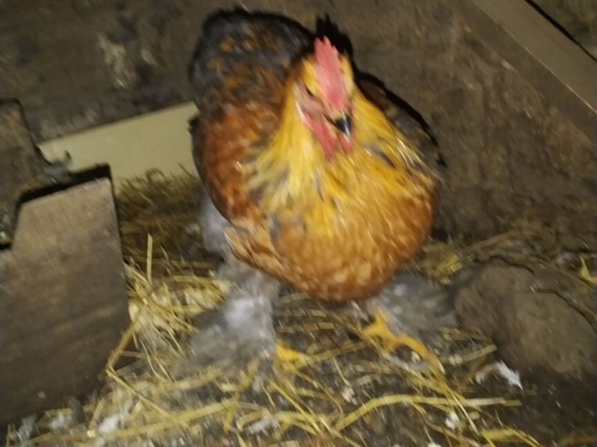 Молодые петушки Брама