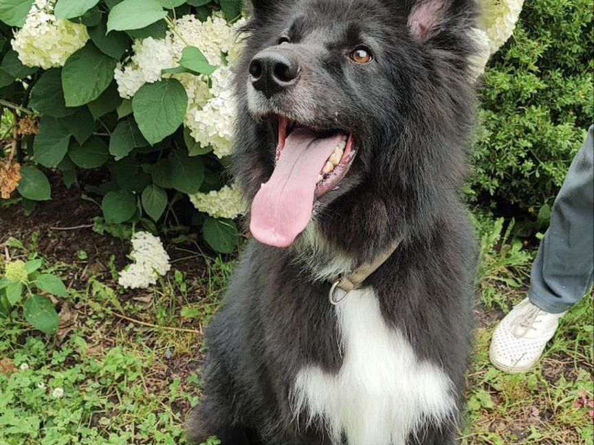 Отличный пес в добрые руки. Отдам