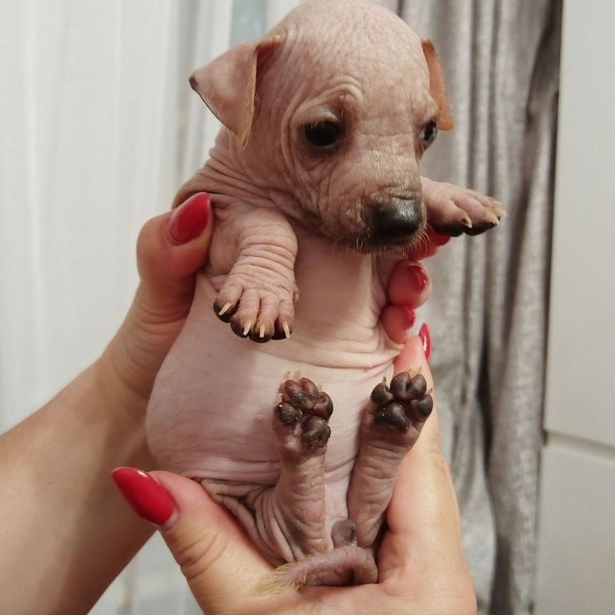 Ксолоитцкуинтли мини