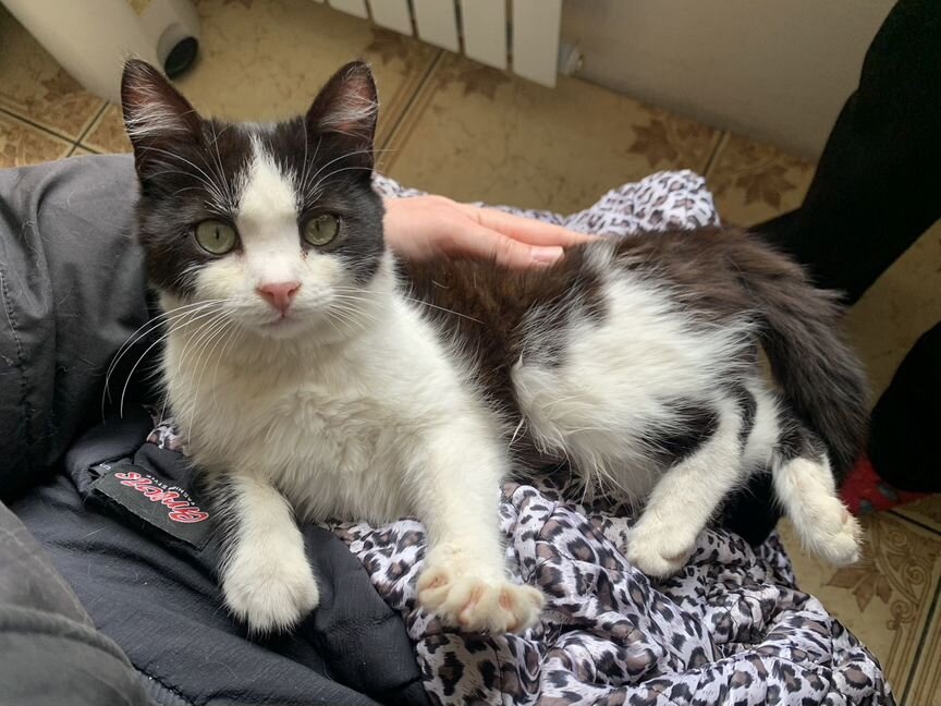 Котенок девочка бесплатно стерилизованая