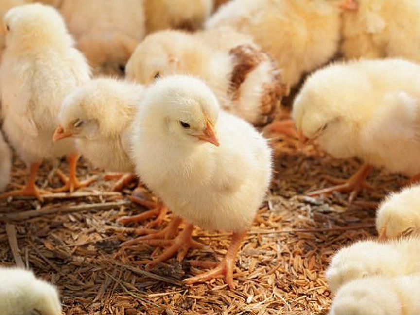 Цыплята, венгерский великан