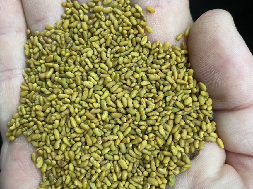 Семена козлятника восточного