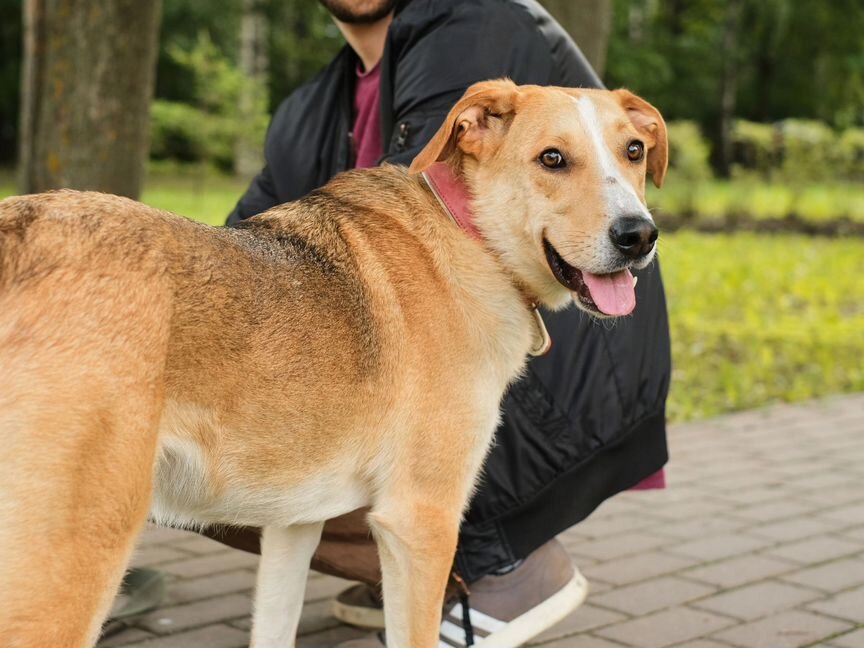Собака в добрые руки