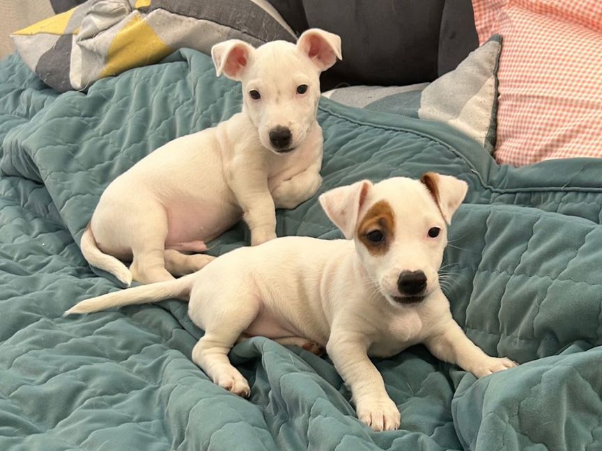 Щенки джек рассел терьер