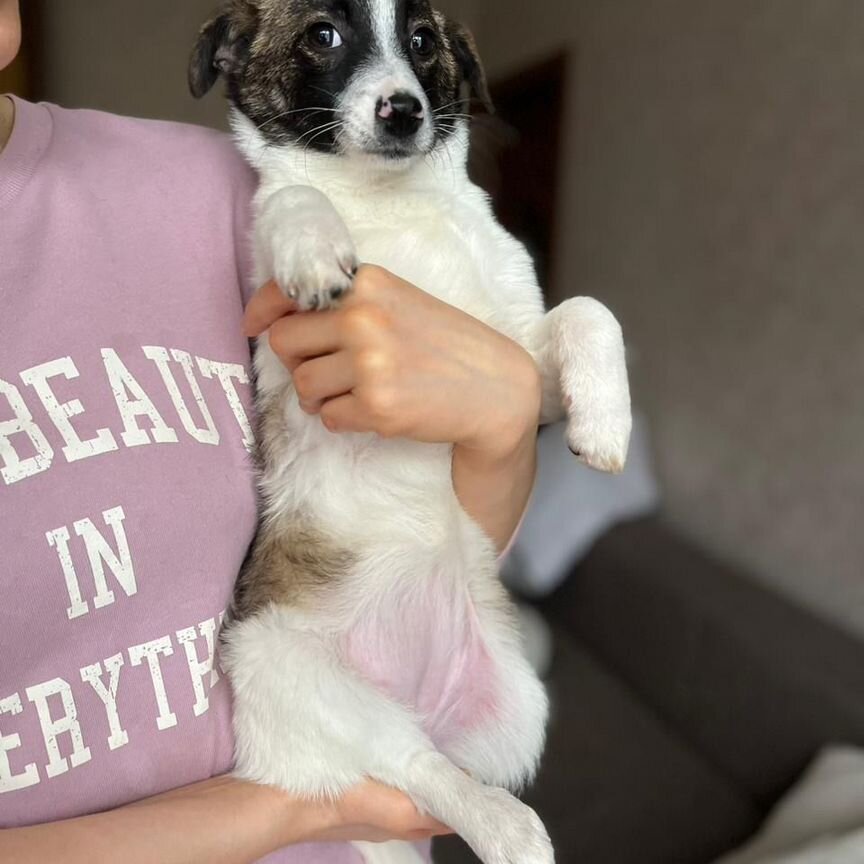 Малышка в добрые руки