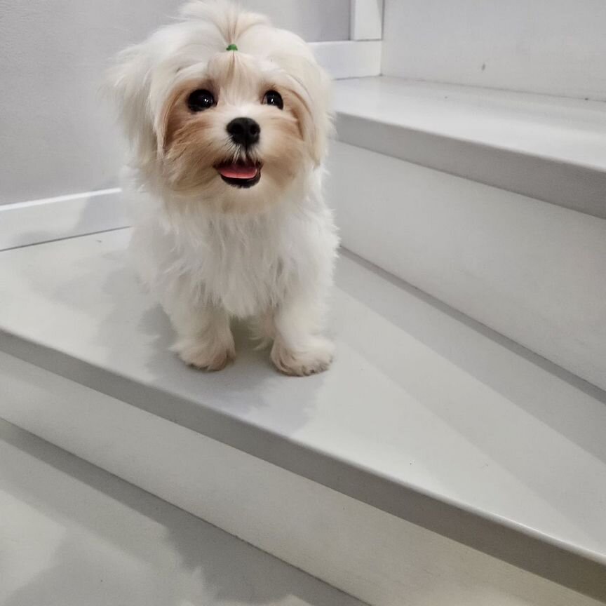 Мальтипу ф1 мини