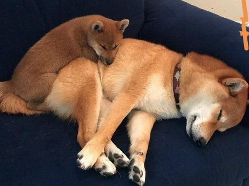 Собаки породистые сибаины 2 шт