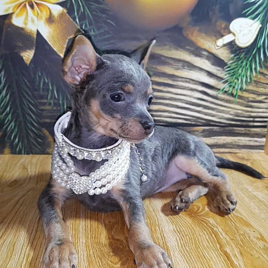 Той-терьер щенки