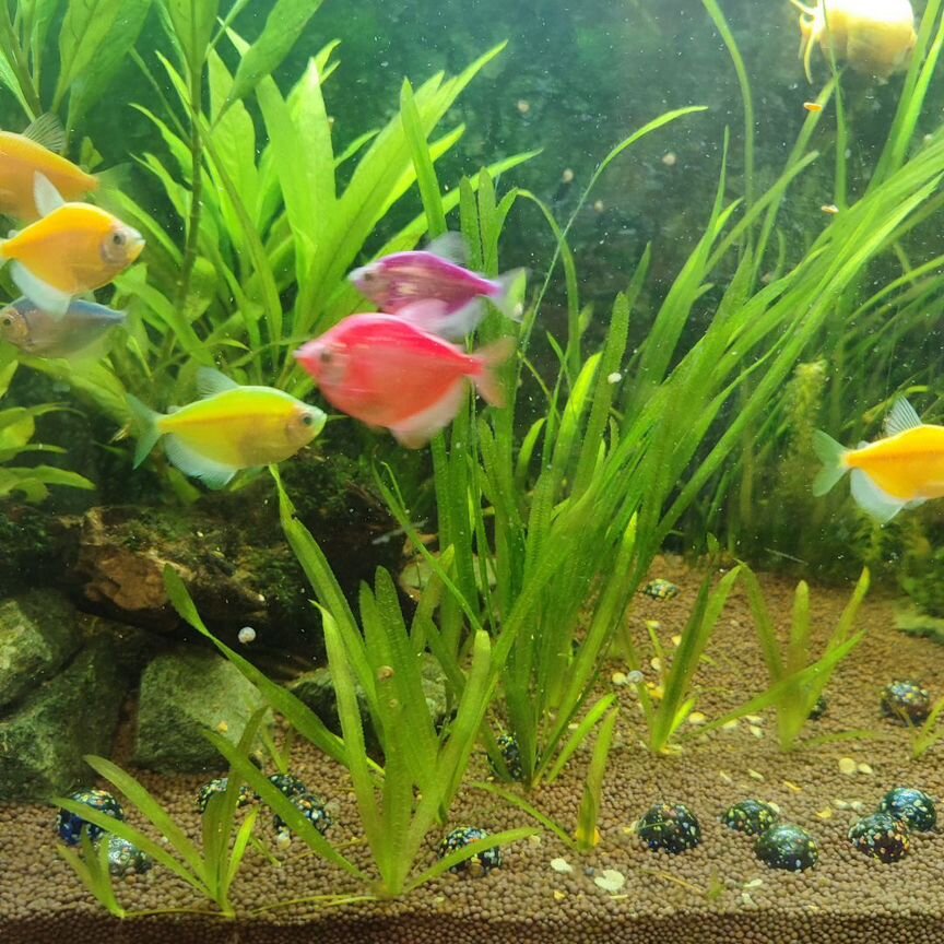 Валиснерия гигантская