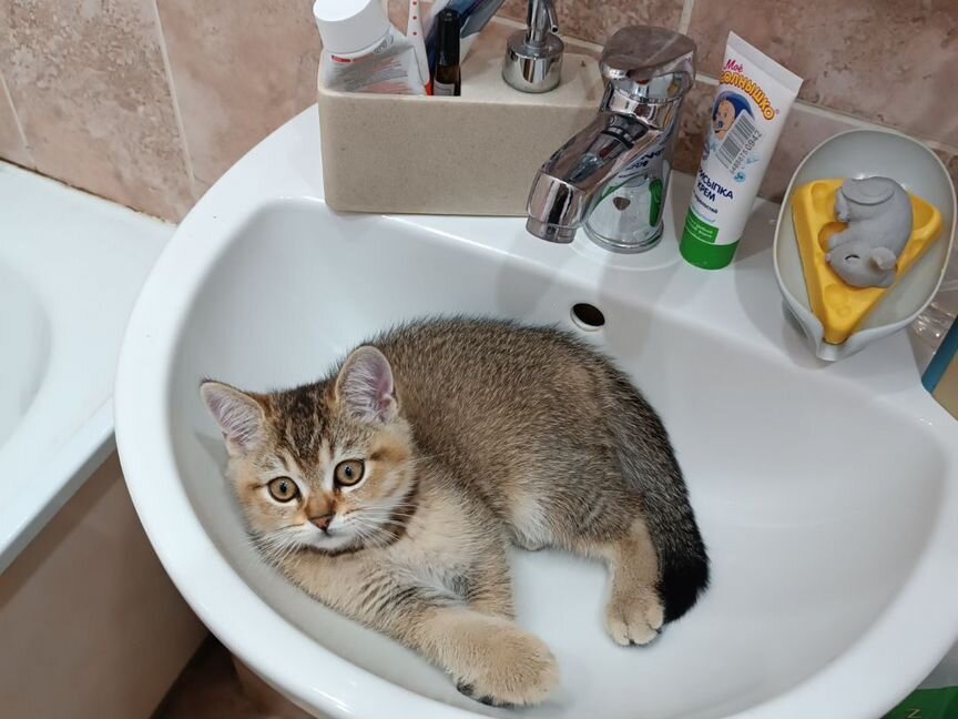 Котёнок Шатландец-Британец