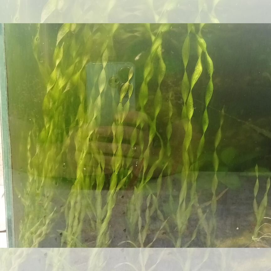 Валлиснерия спиральная