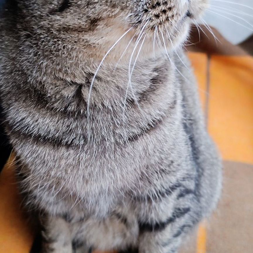 Кошечка