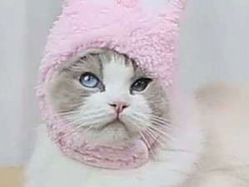 Костюм+ шапочка с ушками одежда для кошки обмен