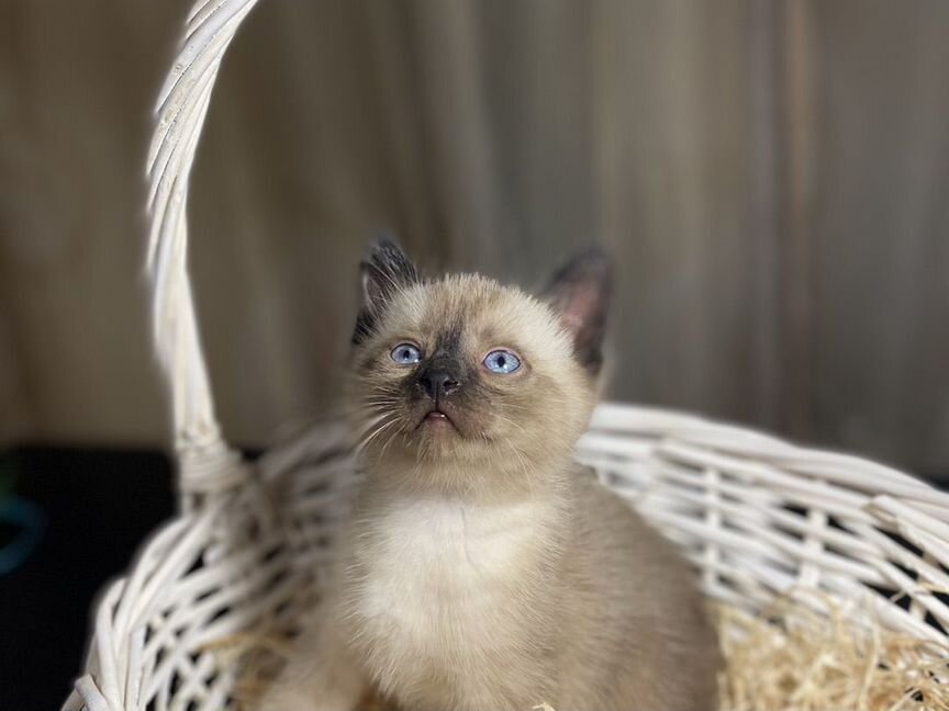Котенок в добрые руки