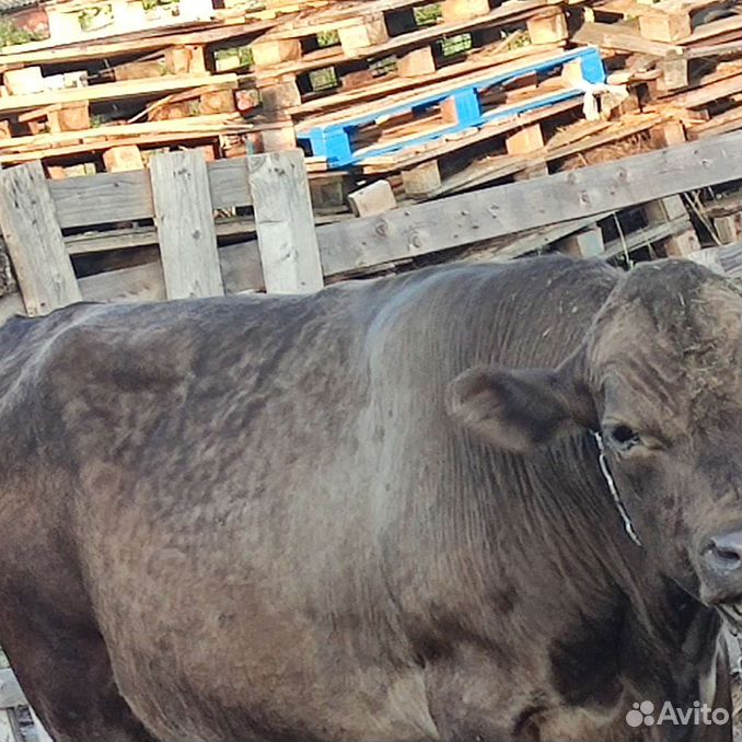 Бык джерси на племя