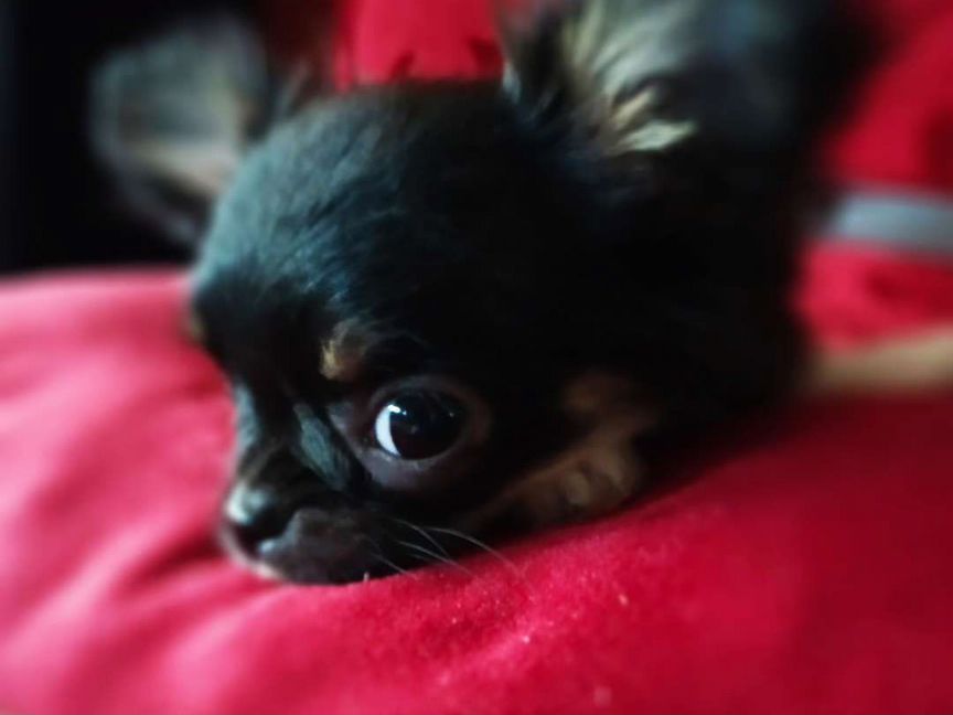 Чихуахуа mini мальчик