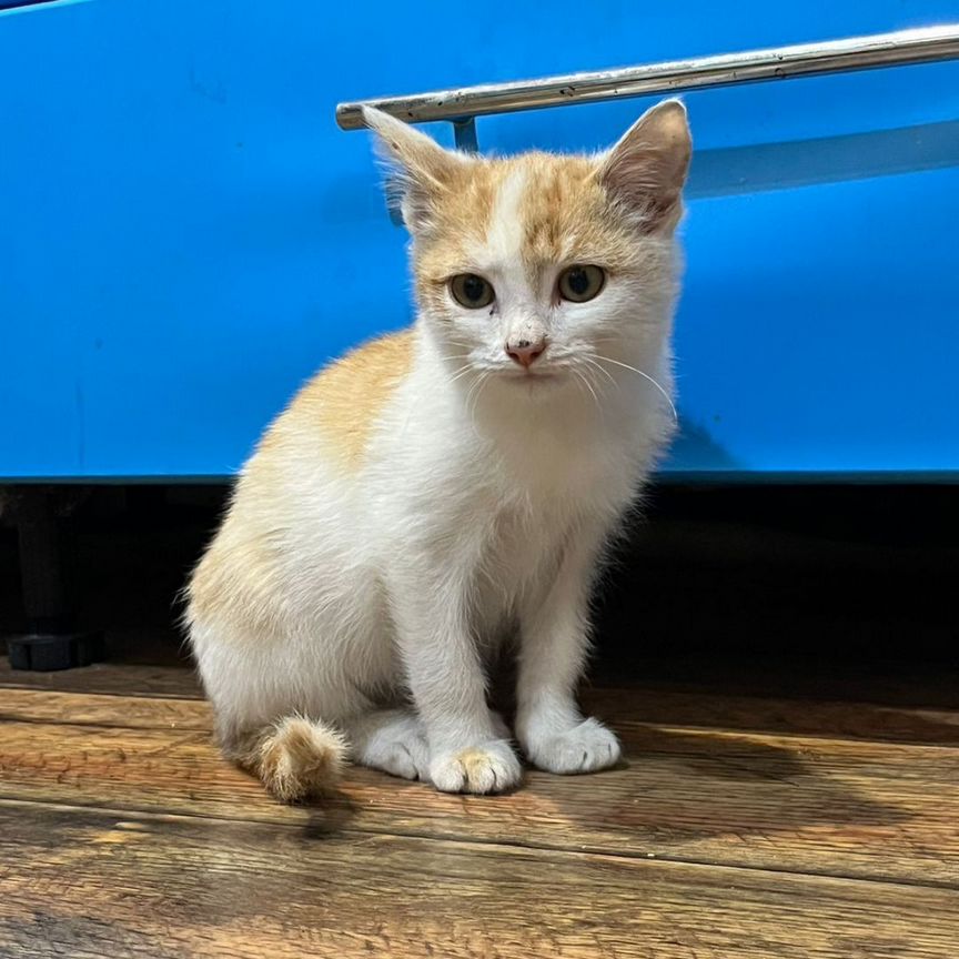 Котенок котик в добрые руки