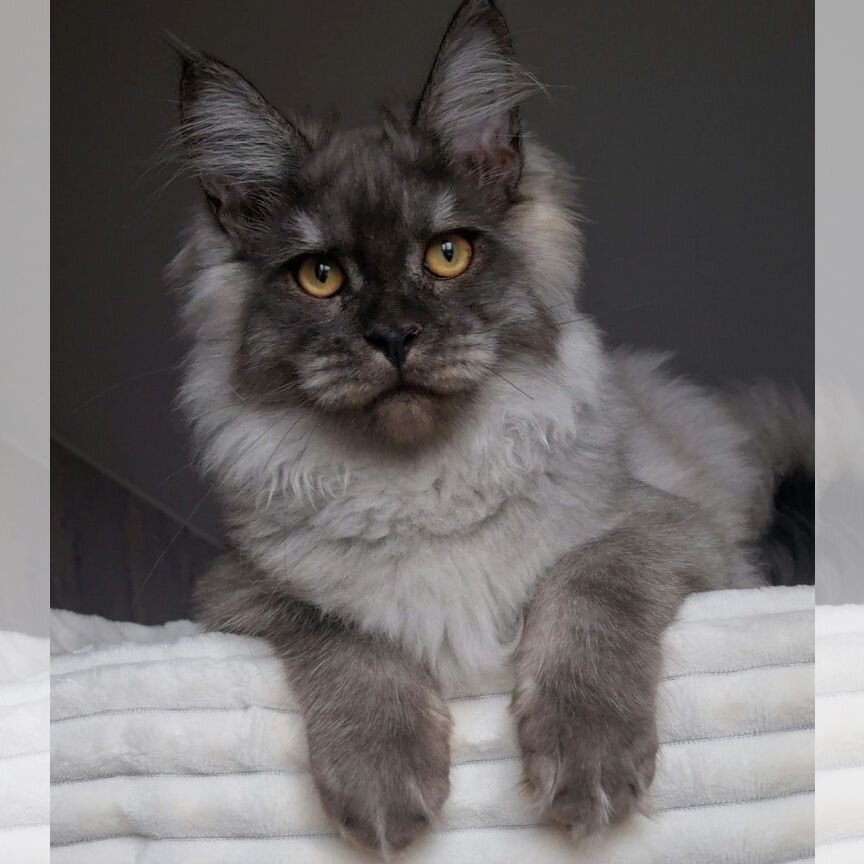 Мейн-кун котёнок